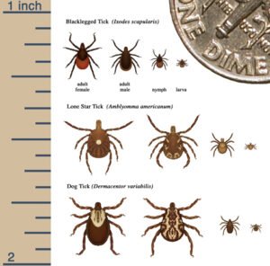 Life cycle of Hard Ticks that Spread Disease | Ticks | CDC - Go Forward ...