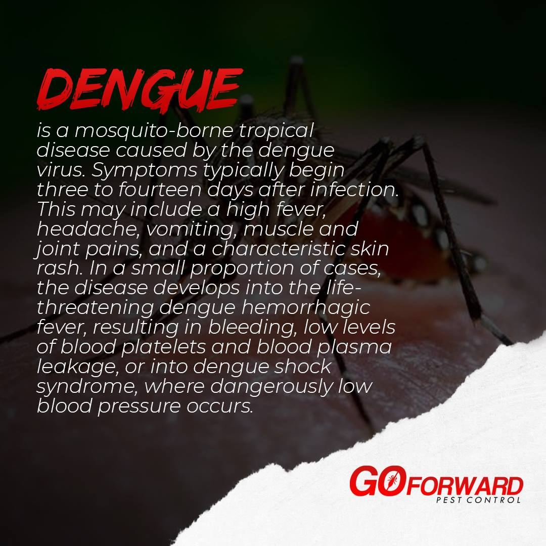 Dengue fever is a mosquito-borne tropical disease caused by the dengue ...